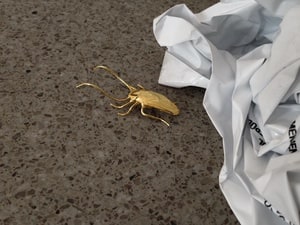 goldenroach.com About