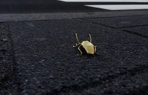 goldenroach.com About